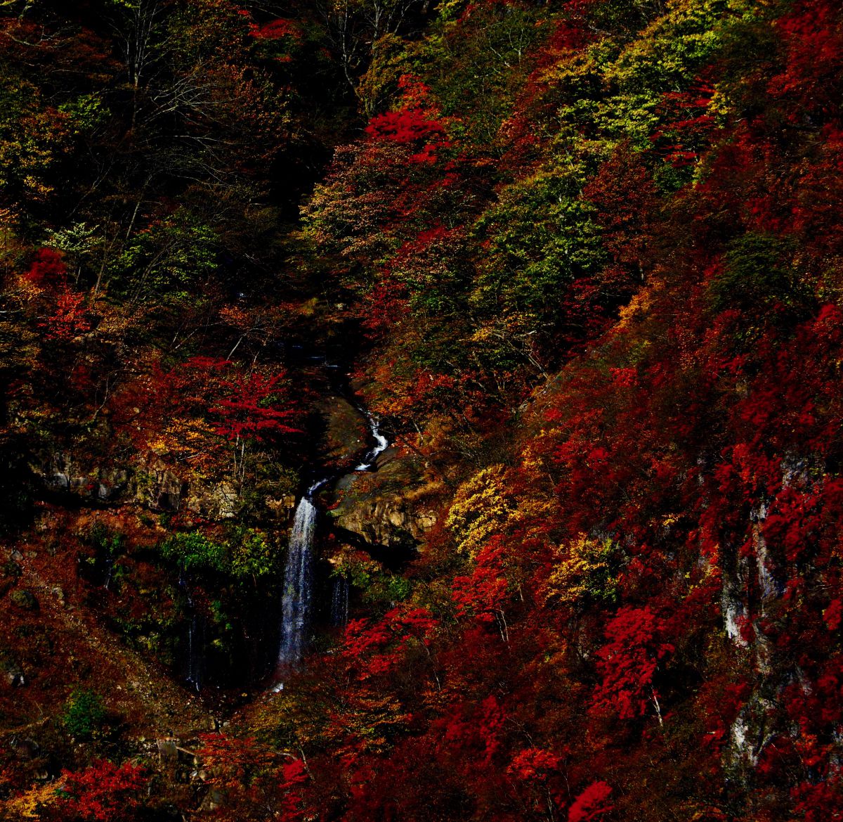 こってりした紅葉 | GANREF