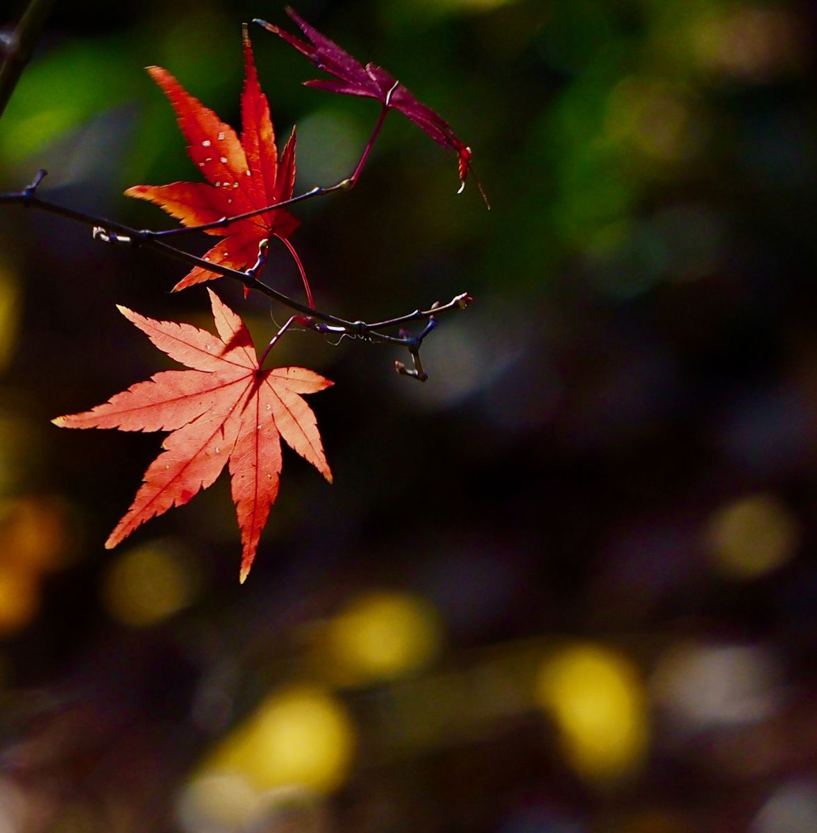 無くなりそうな | GANREF