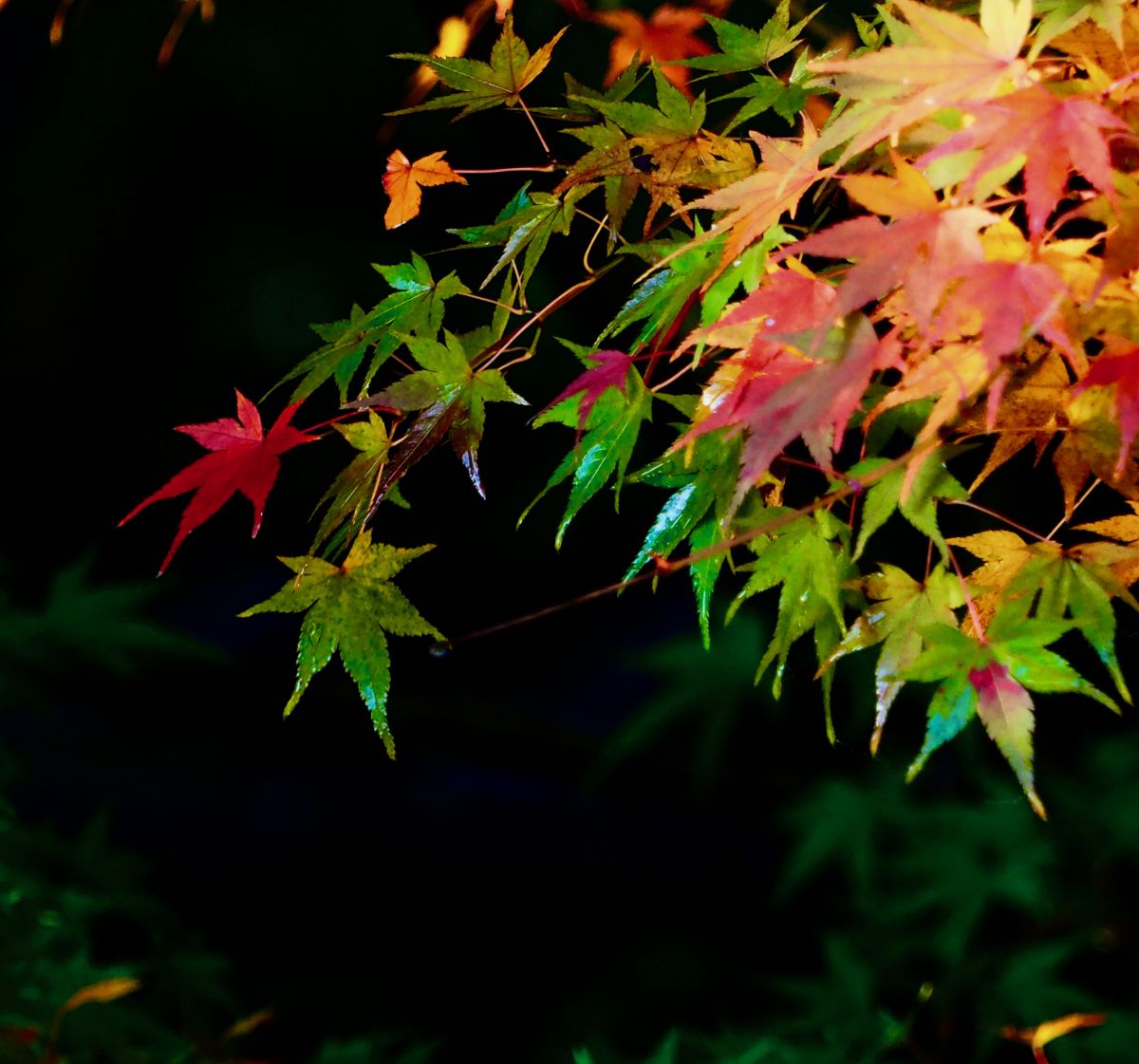 濡れ紅葉 | GANREF