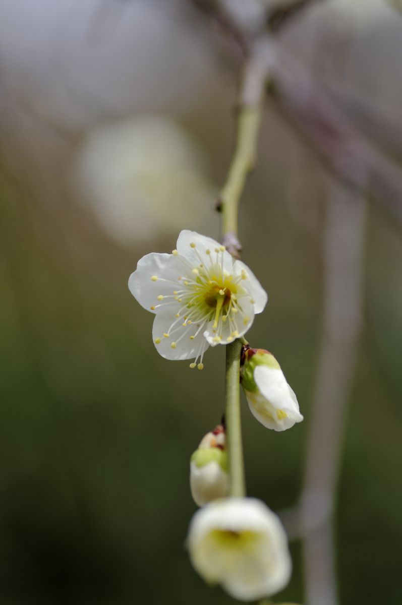 岡本公園2013 | GANREF