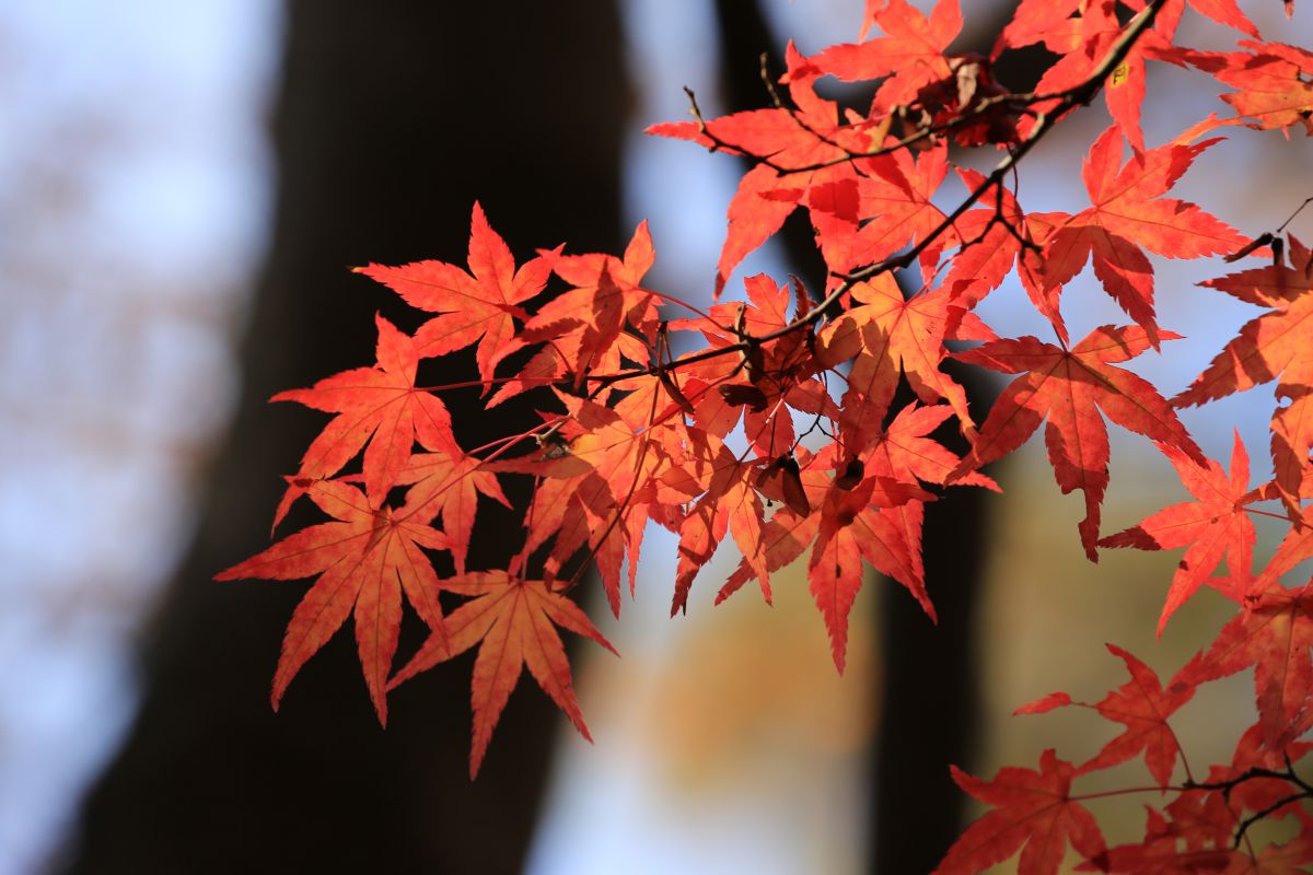 樹木をバックに紅葉 | GANREF