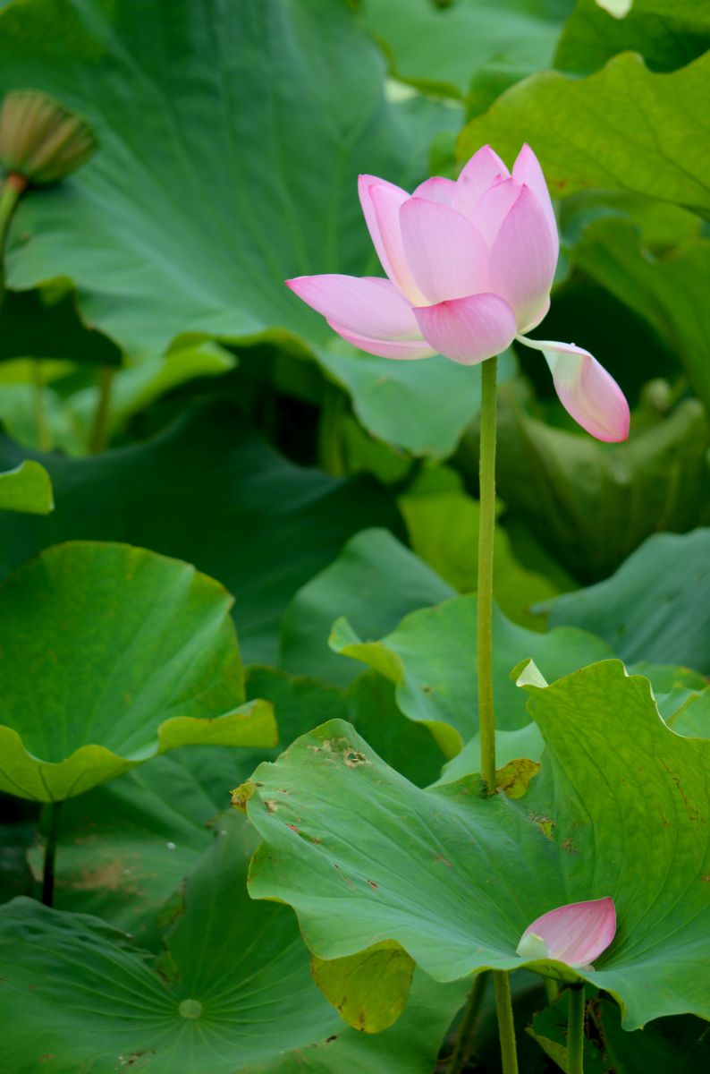 また、ね | GANREF