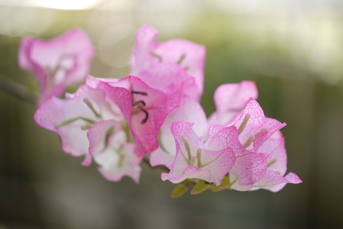 光に溶けて | GANREF