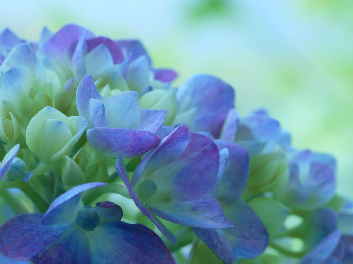 Hydrangea | GANREF