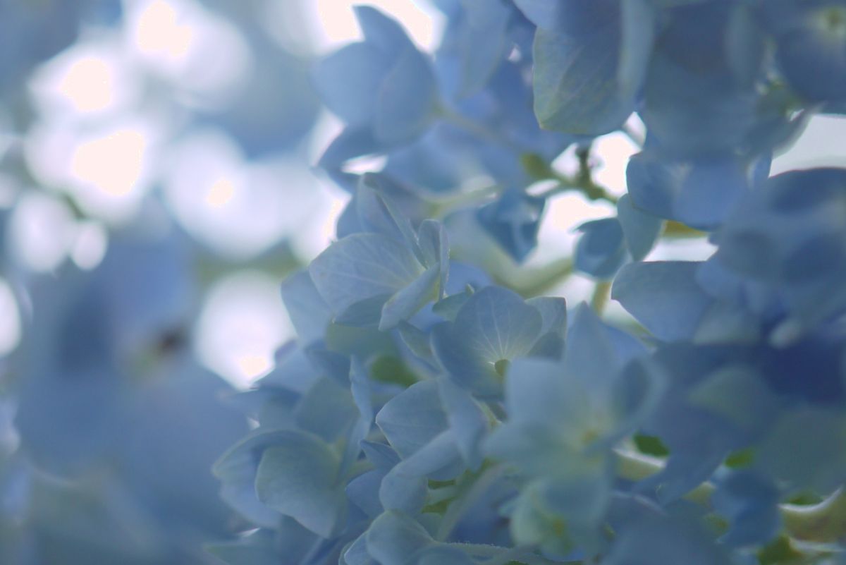 With all my heart♡ | GANREF