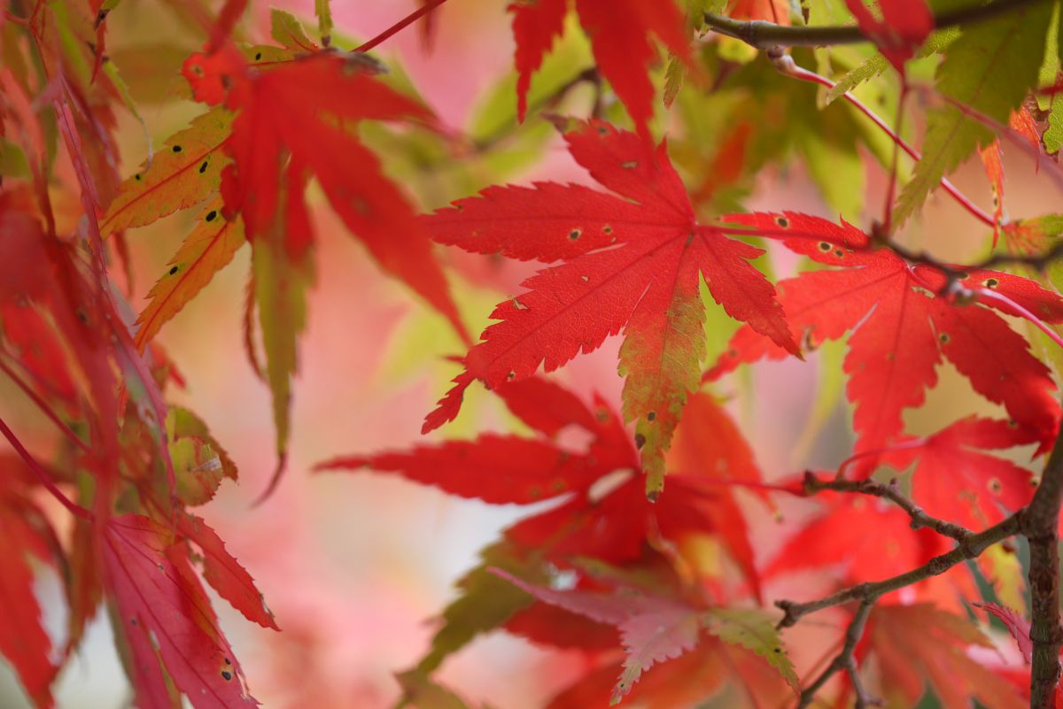 染まりゆく | GANREF