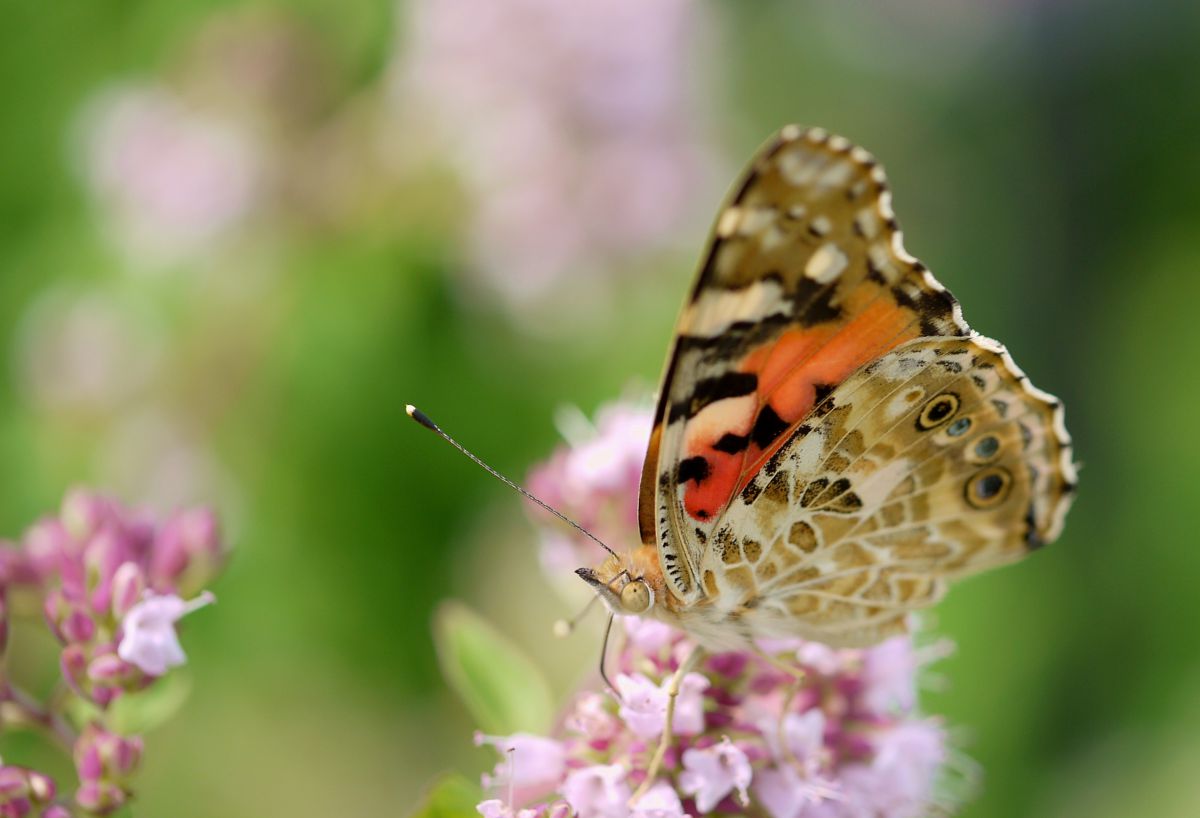 Painted Lady | GANREF