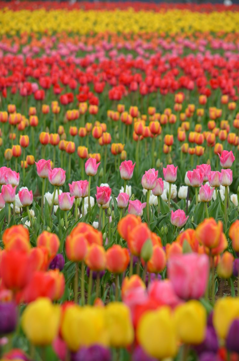 Tulip Fields | GANREF