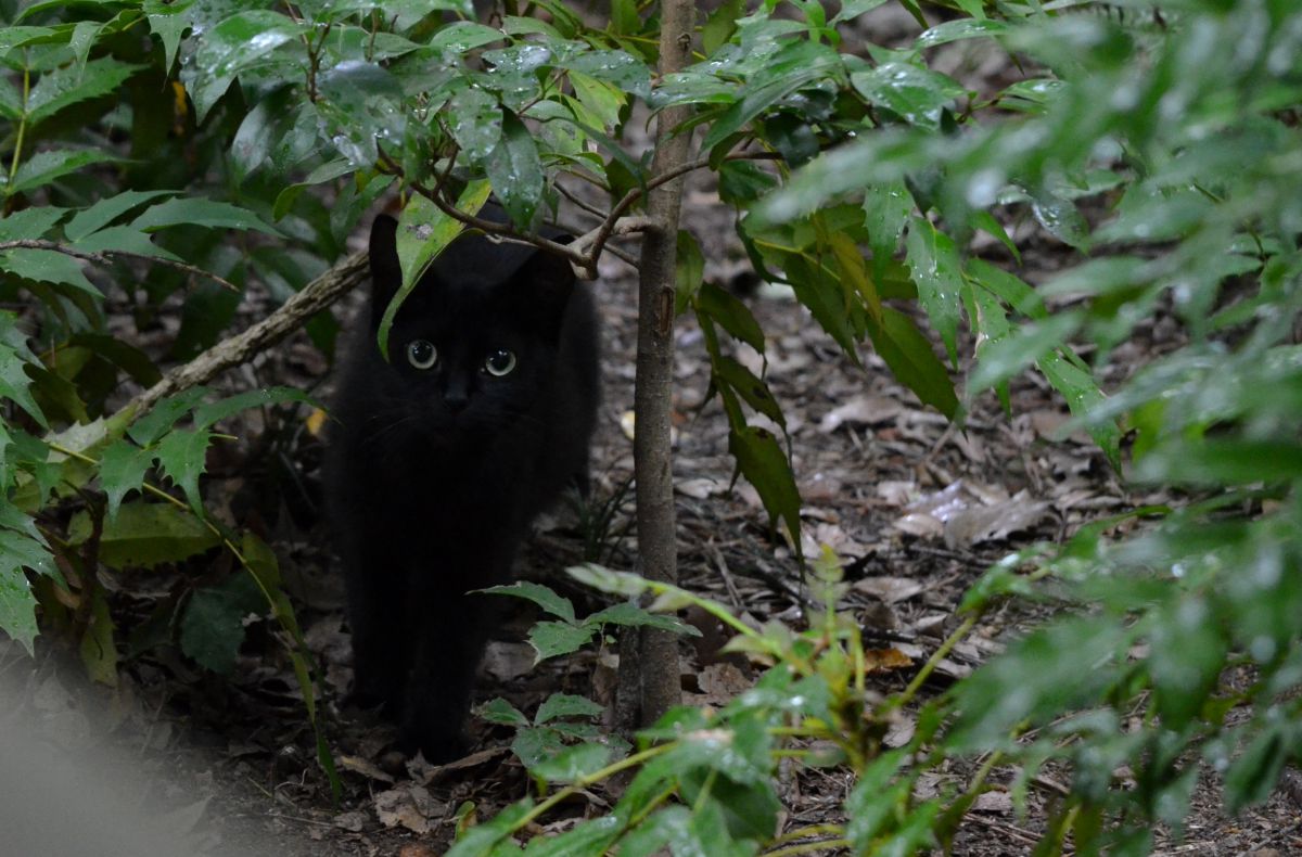 ジジ猫との出会い | GANREF