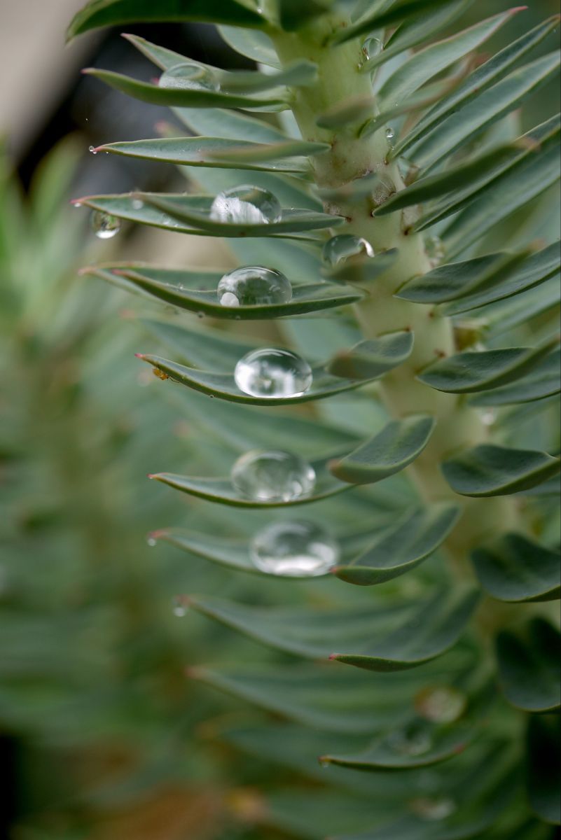 Raindrops - color version - | GANREF