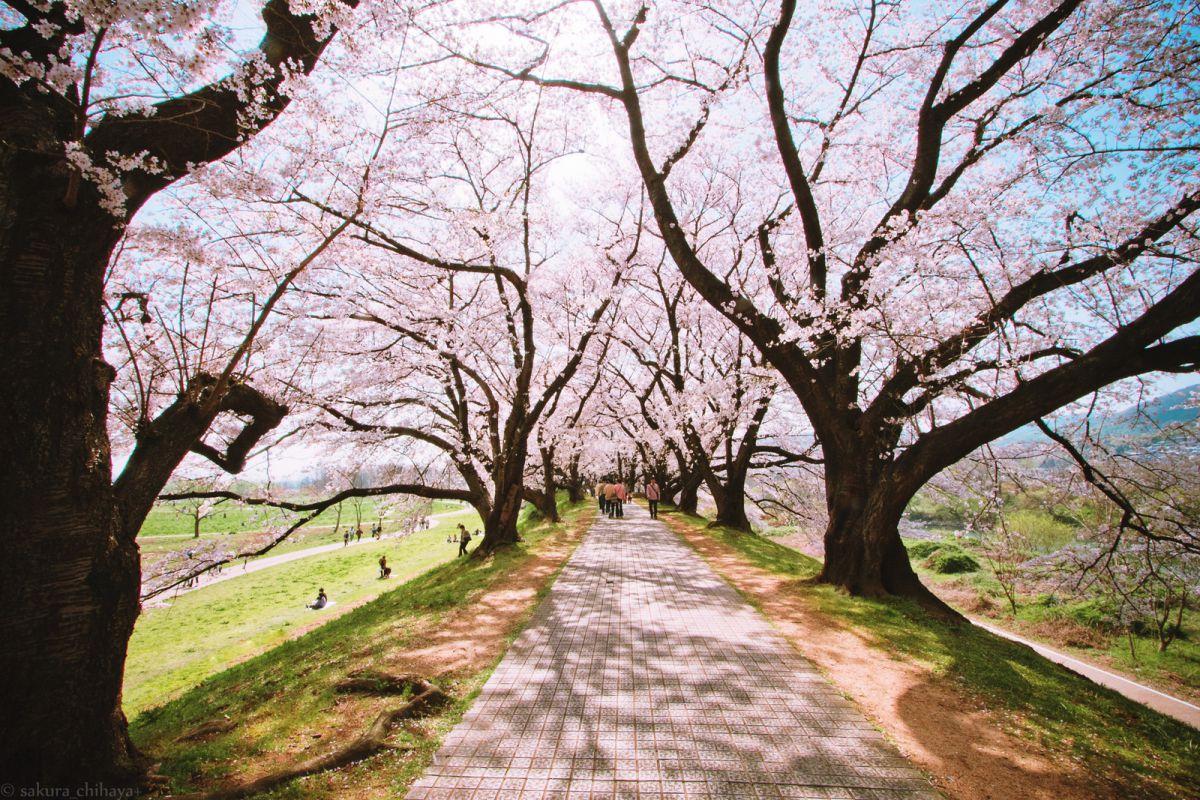 Sakura road | GANREF