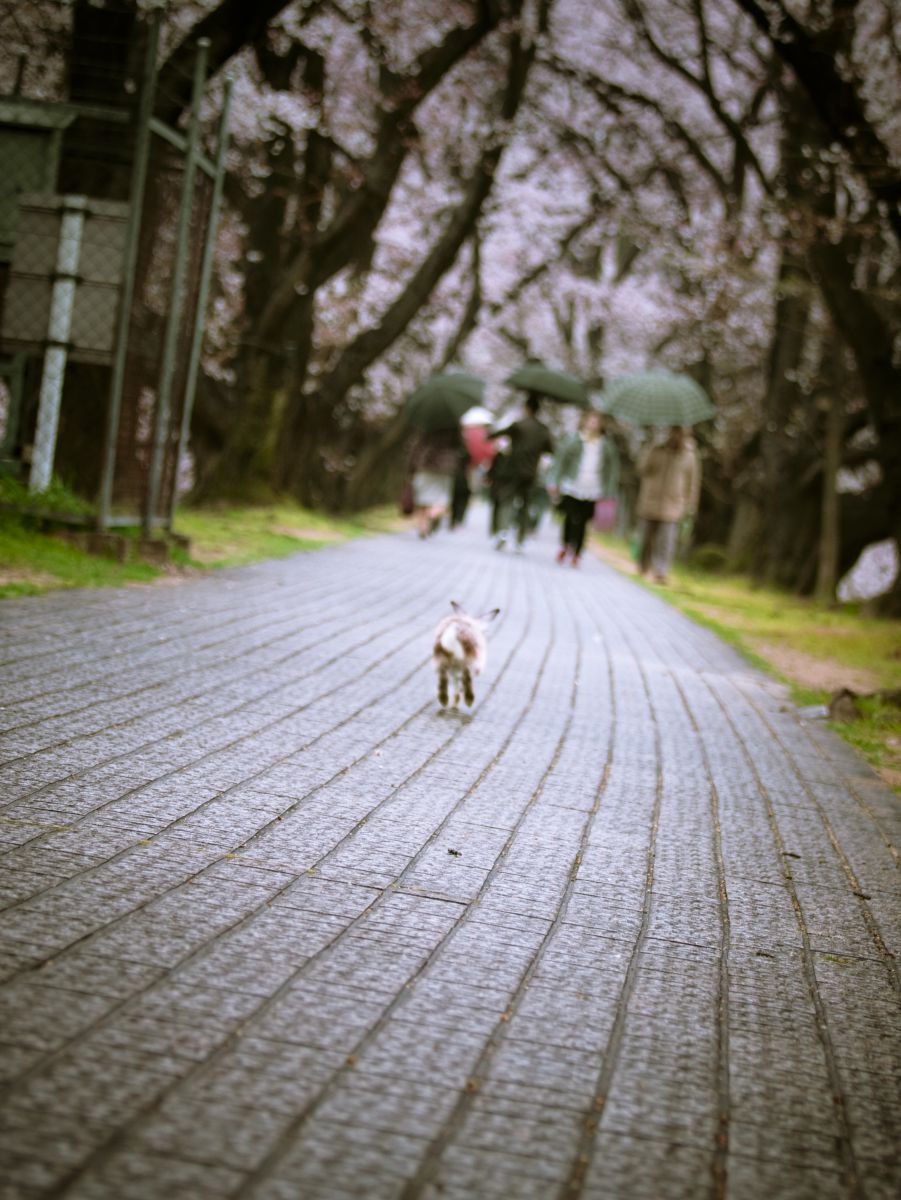 run run run! | GANREF