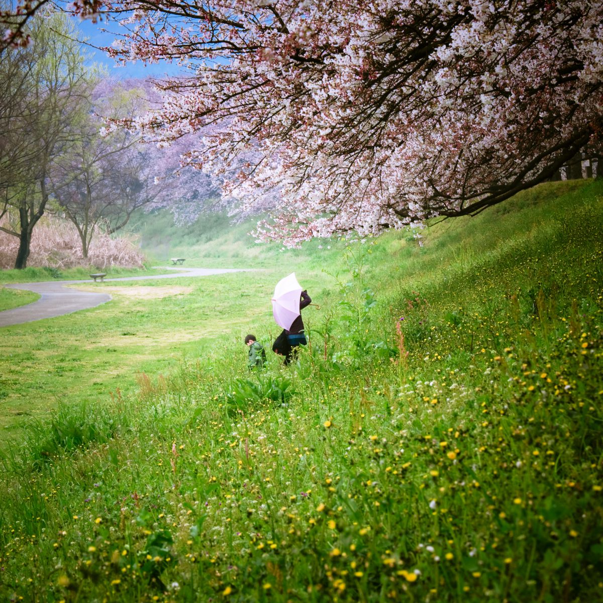 Sakura shooting | GANREF