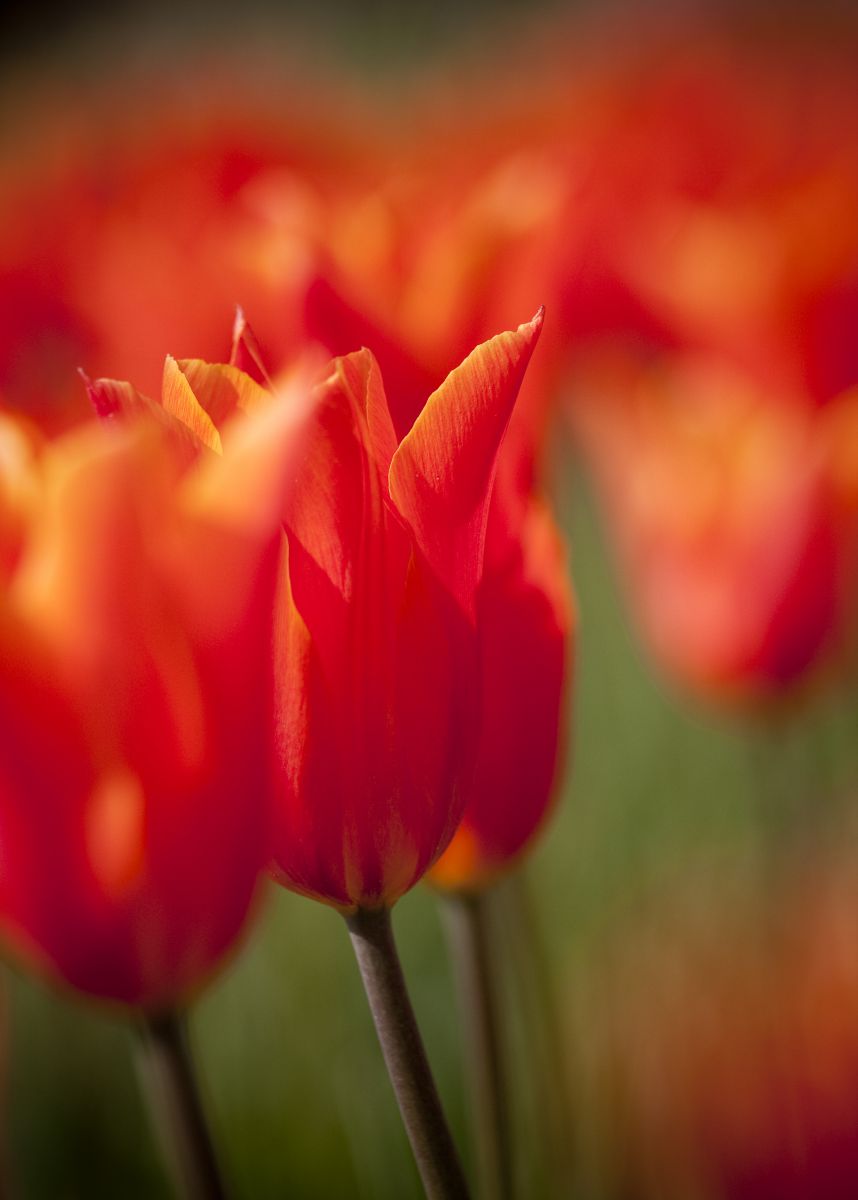 情熱 -Passion- | GANREF