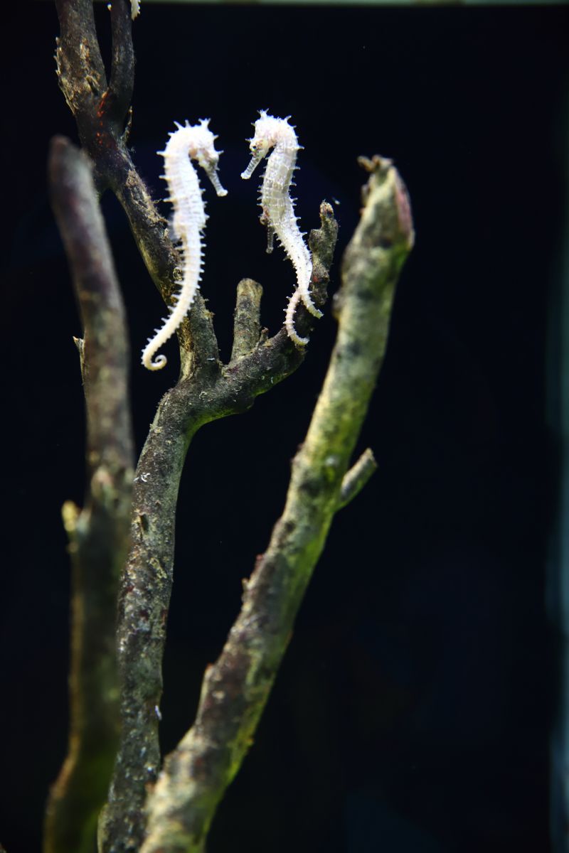 symbol of monogamy | GANREF