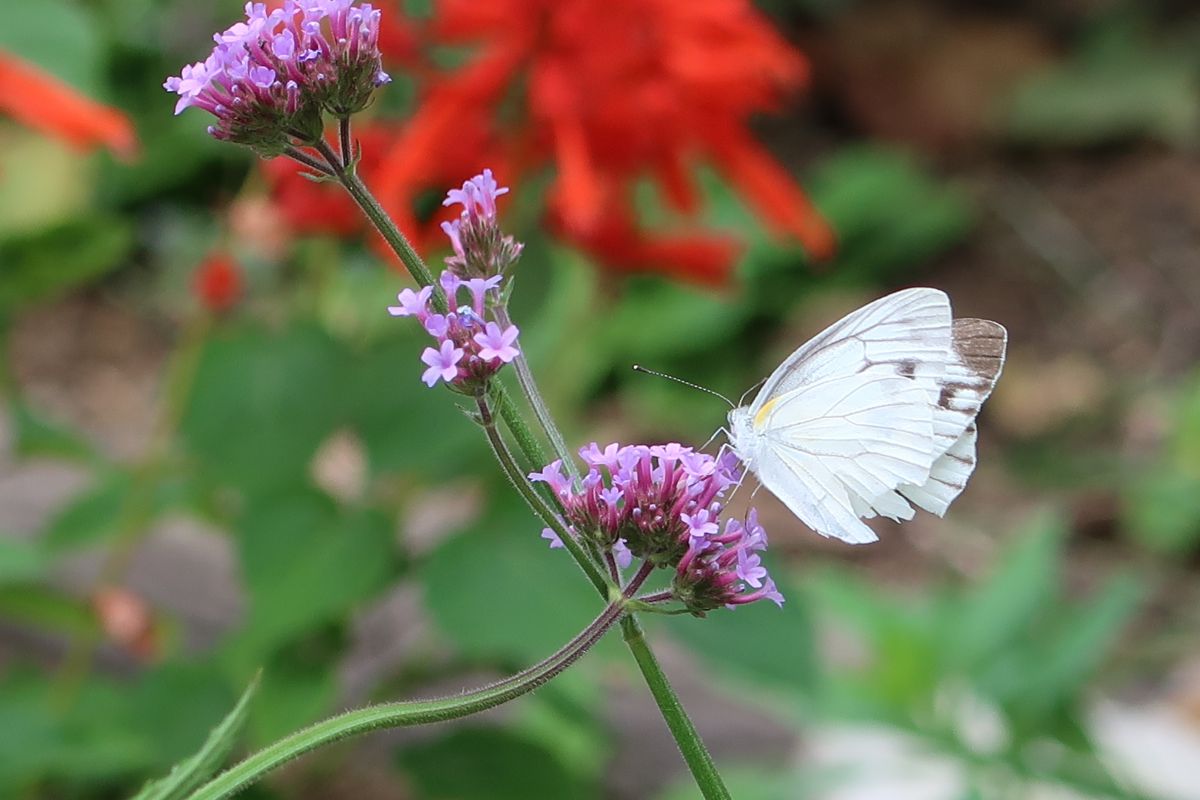 歴戦の証 | GANREF