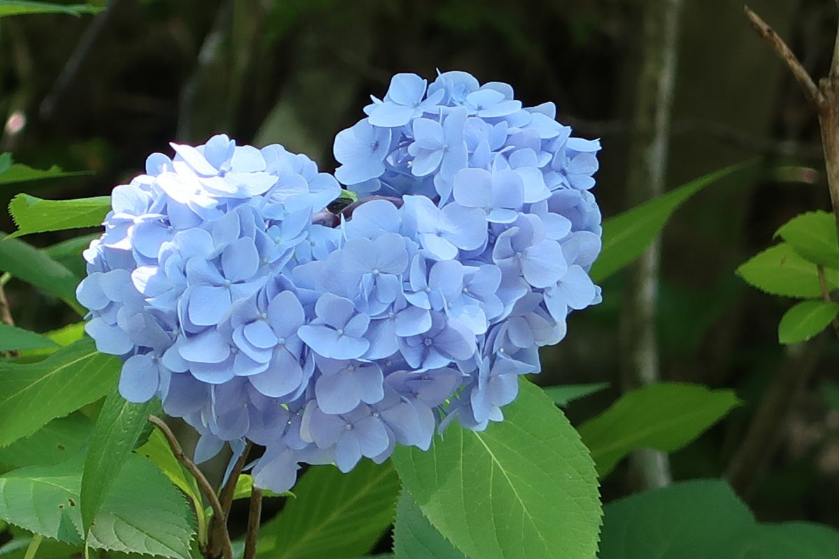 まんまるはぁと | GANREF