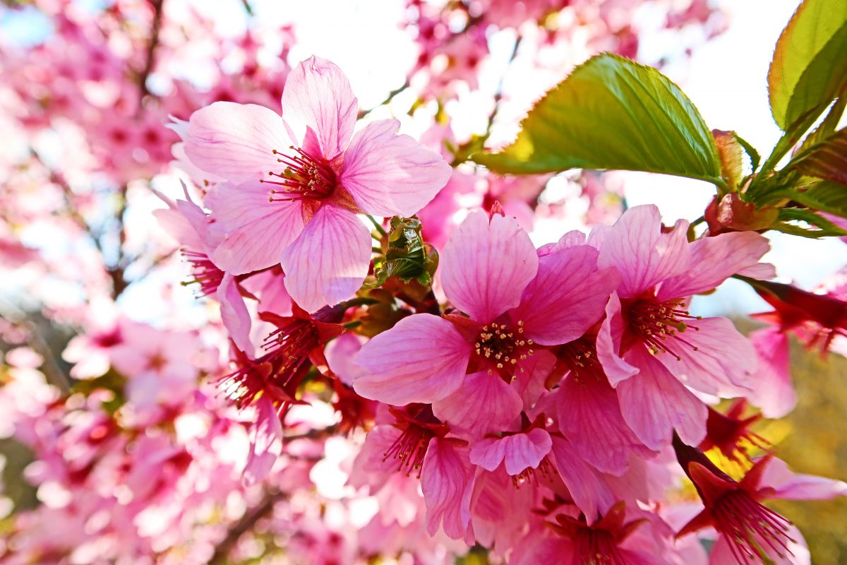 濃緋色の華蕊 | GANREF