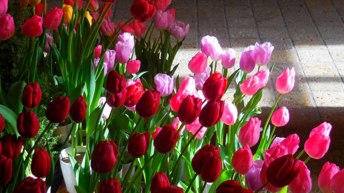 ☆春爛漫 | GANREF