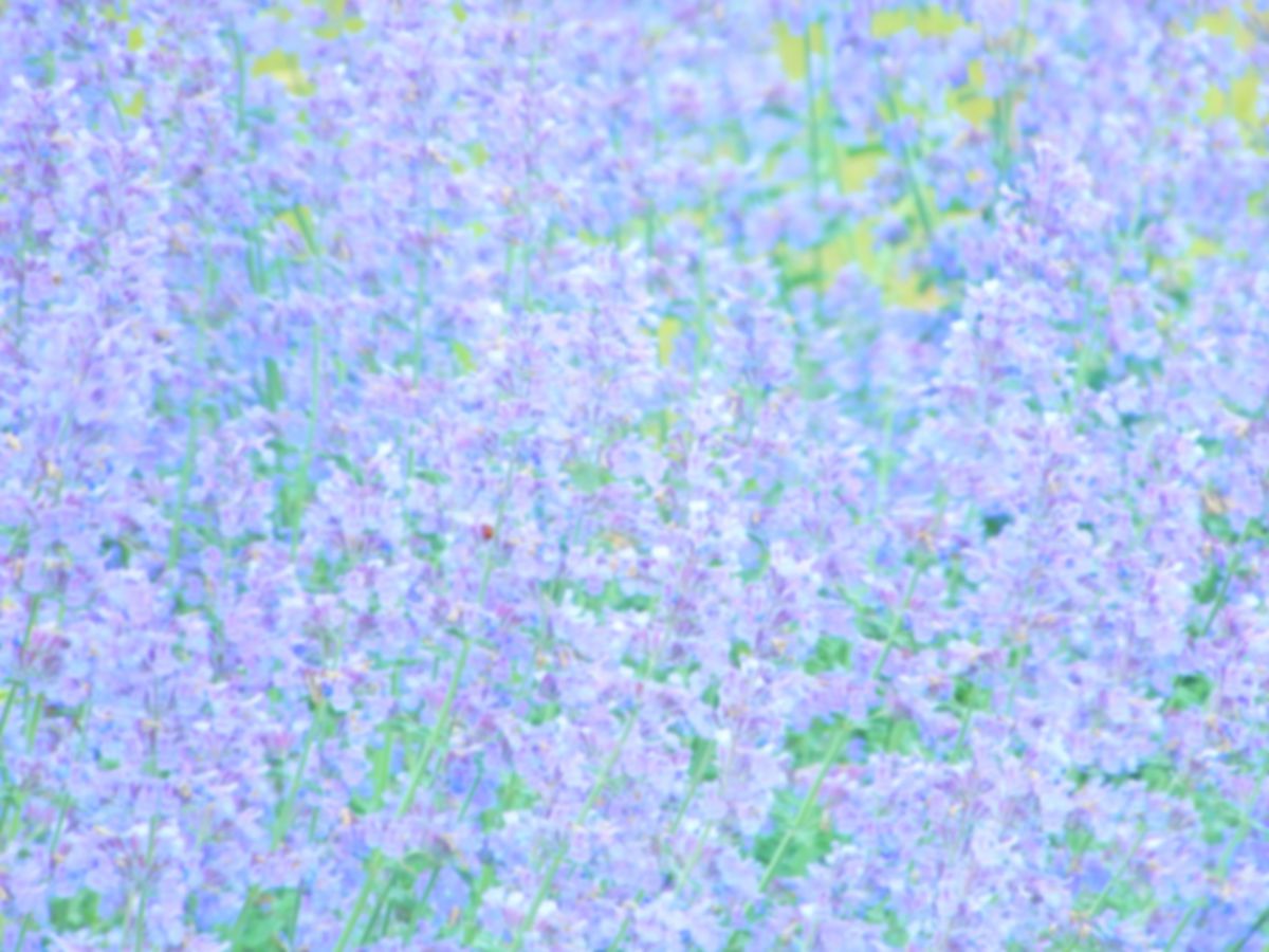 Lavender's Blue | GANREF