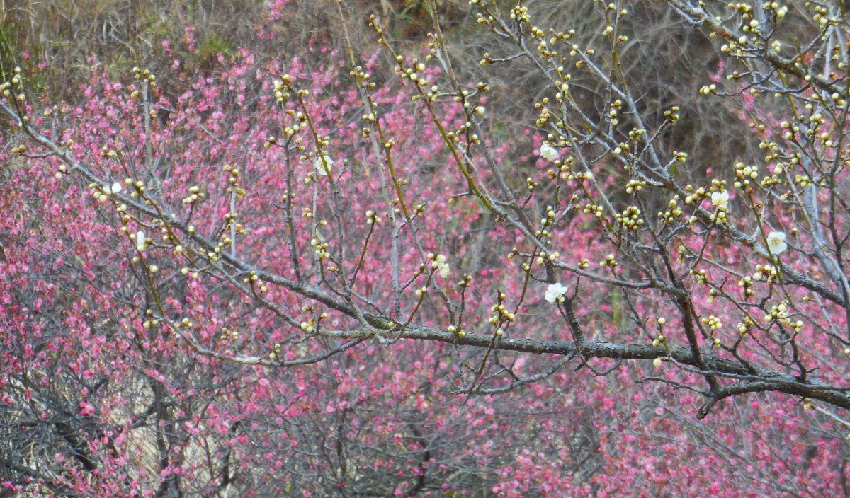 ☆待ちわびて | GANREF