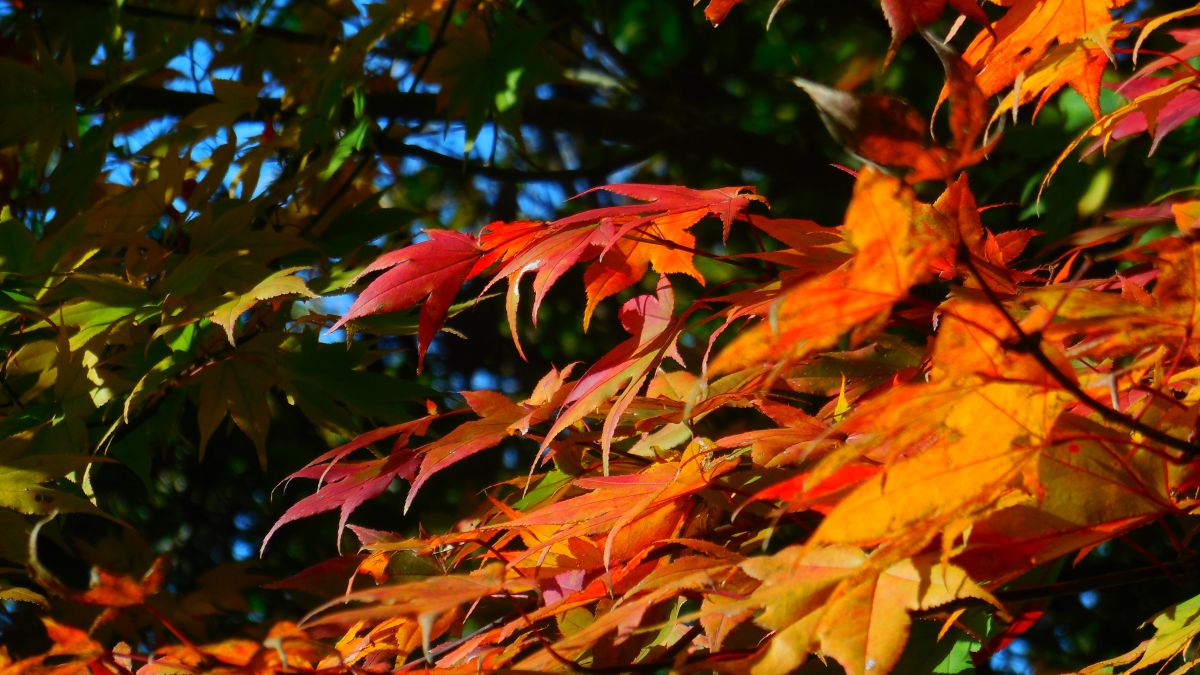 紅もみじ | GANREF