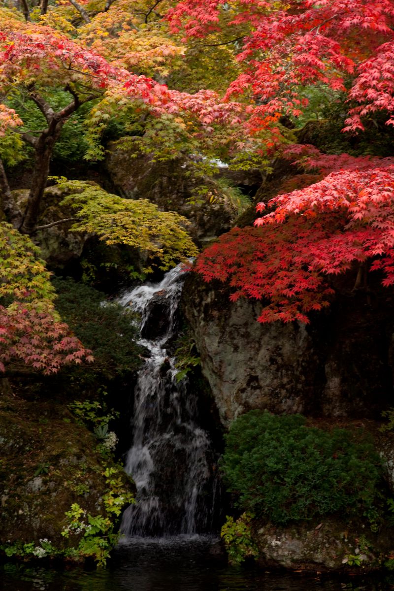 錦織清流 | GANREF