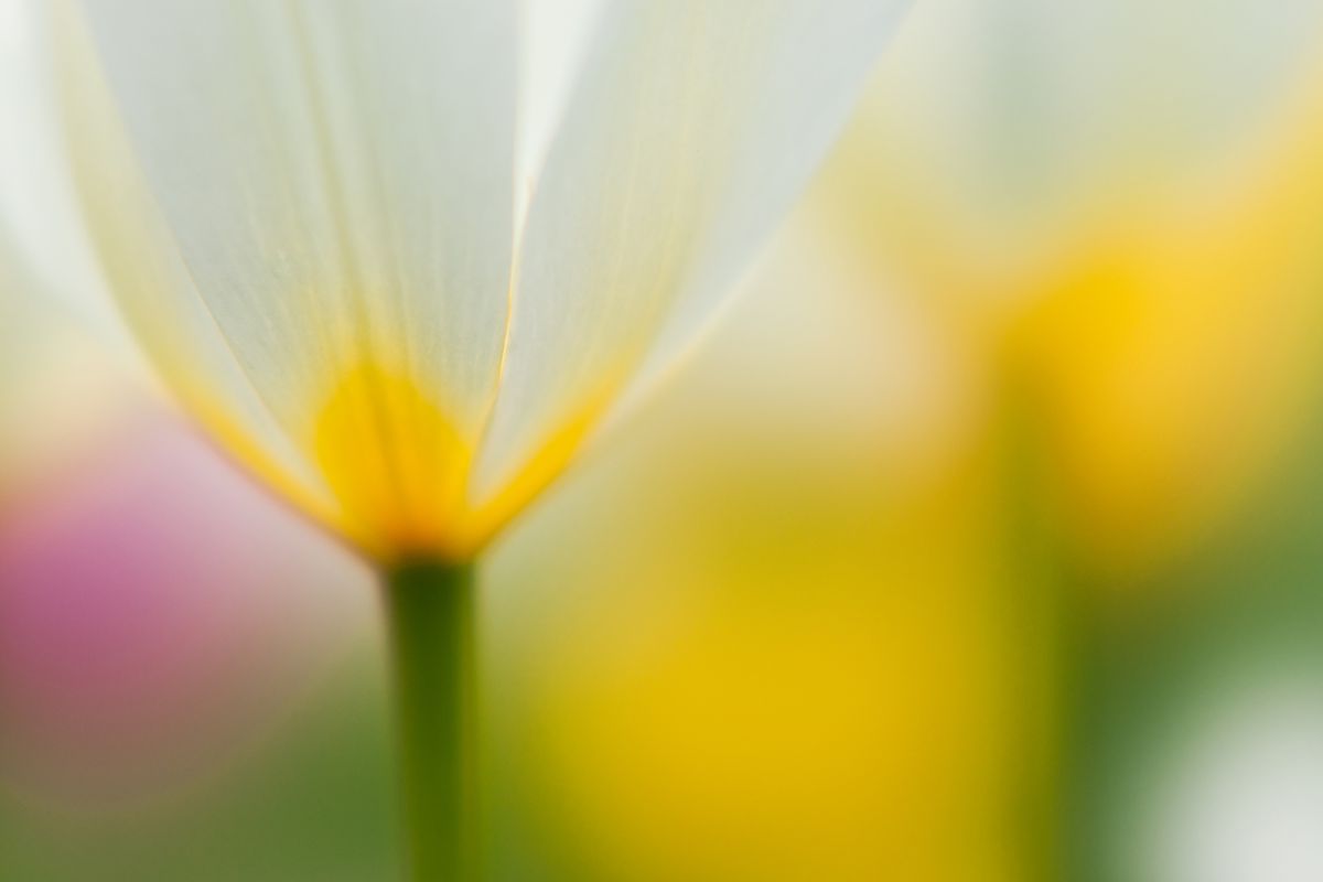 sweet、sweet | GANREF