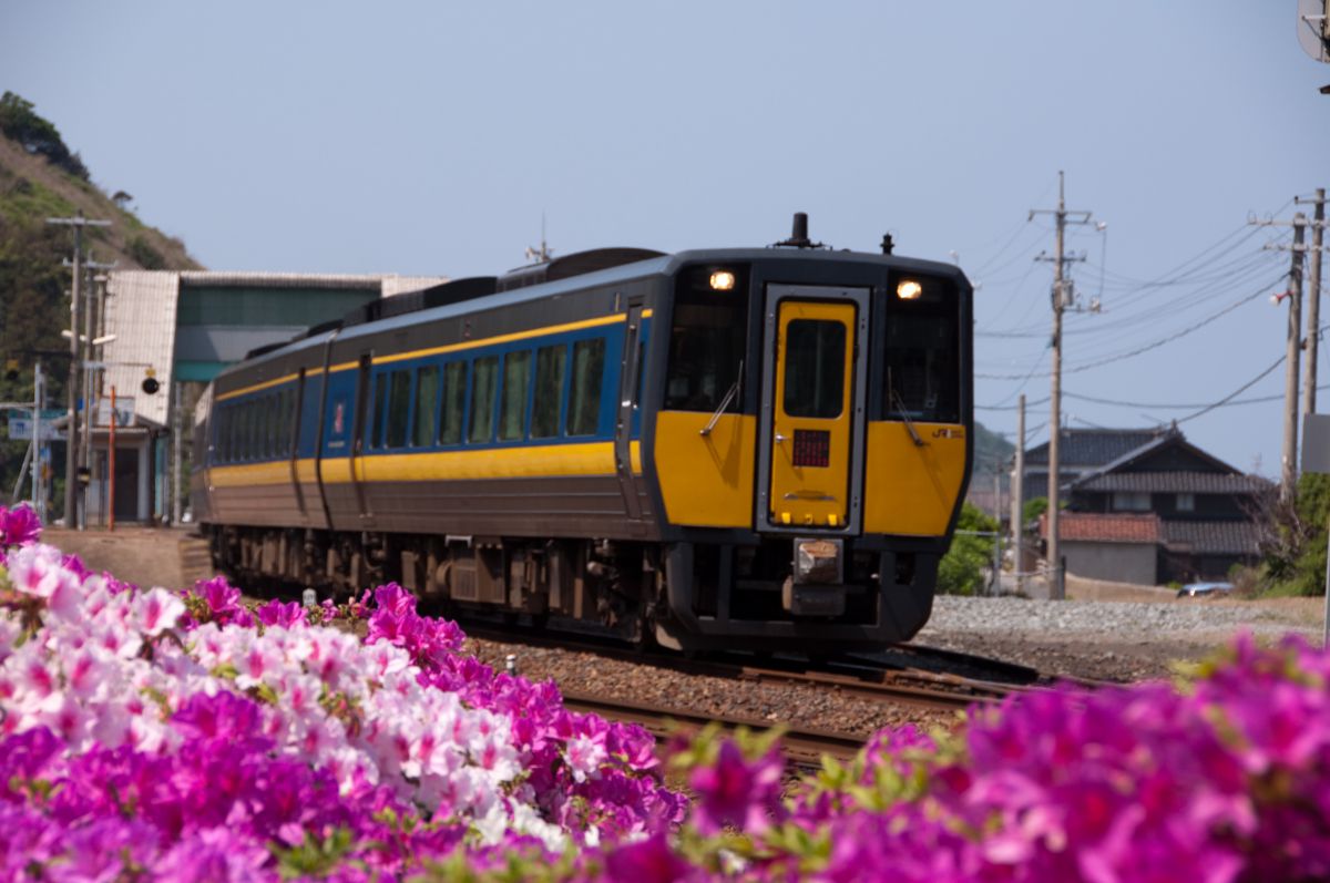 満開のツツジとキハ187＃2 | GANREF