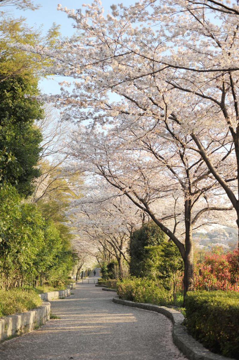 Cherry Road | GANREF