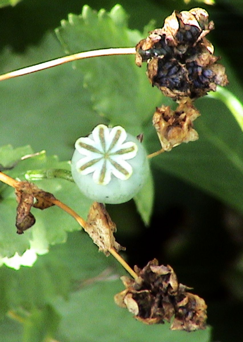 Blue Seed Pod | GANREF