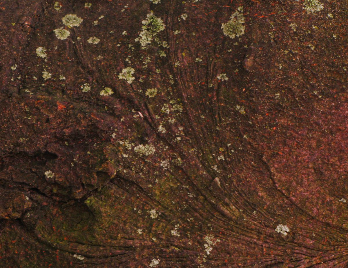 Moss - Ume - | GANREF