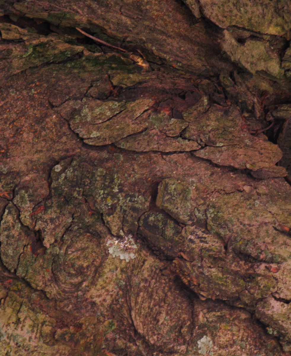 Burk - Crack - | GANREF