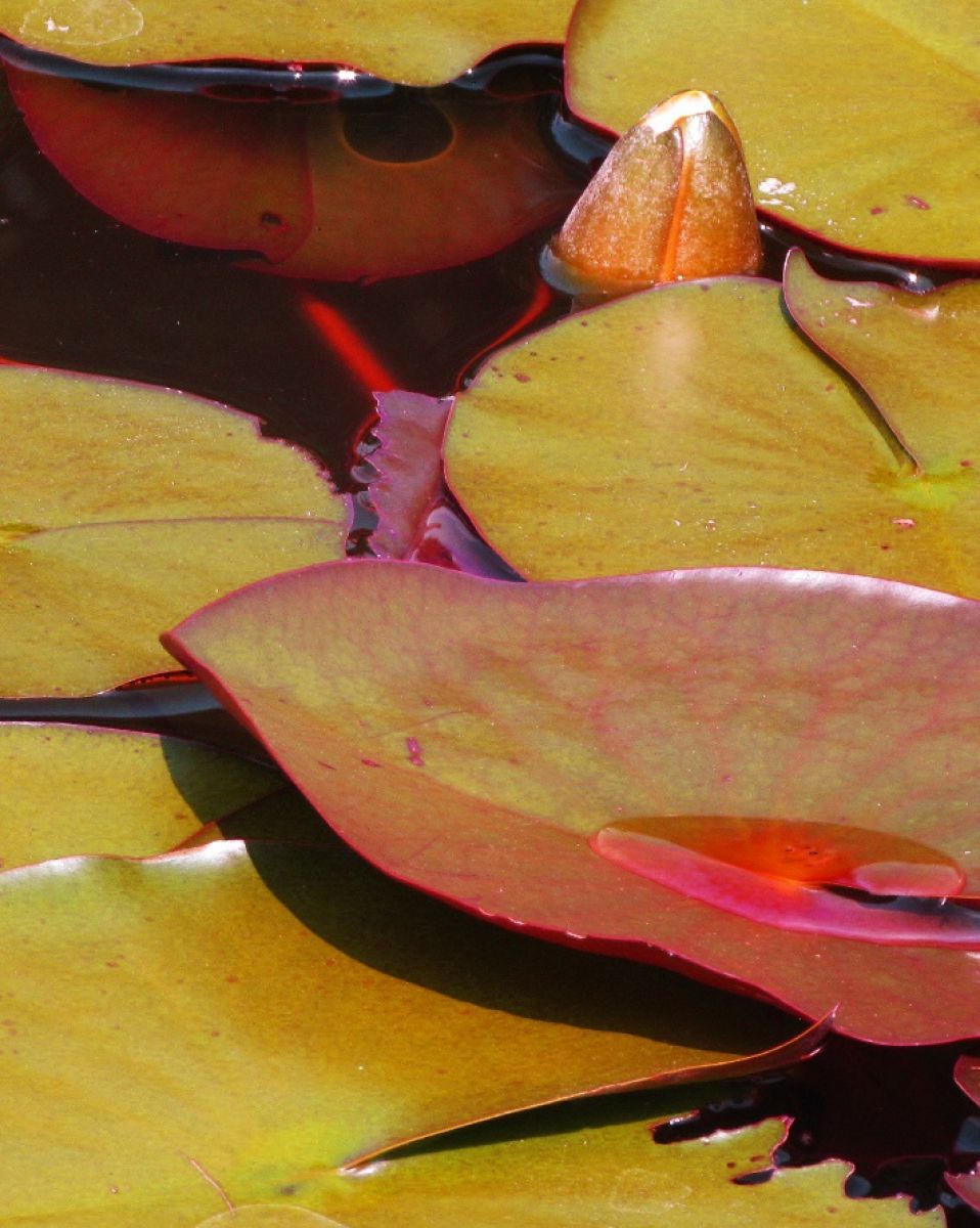 Pink Puddle | GANREF