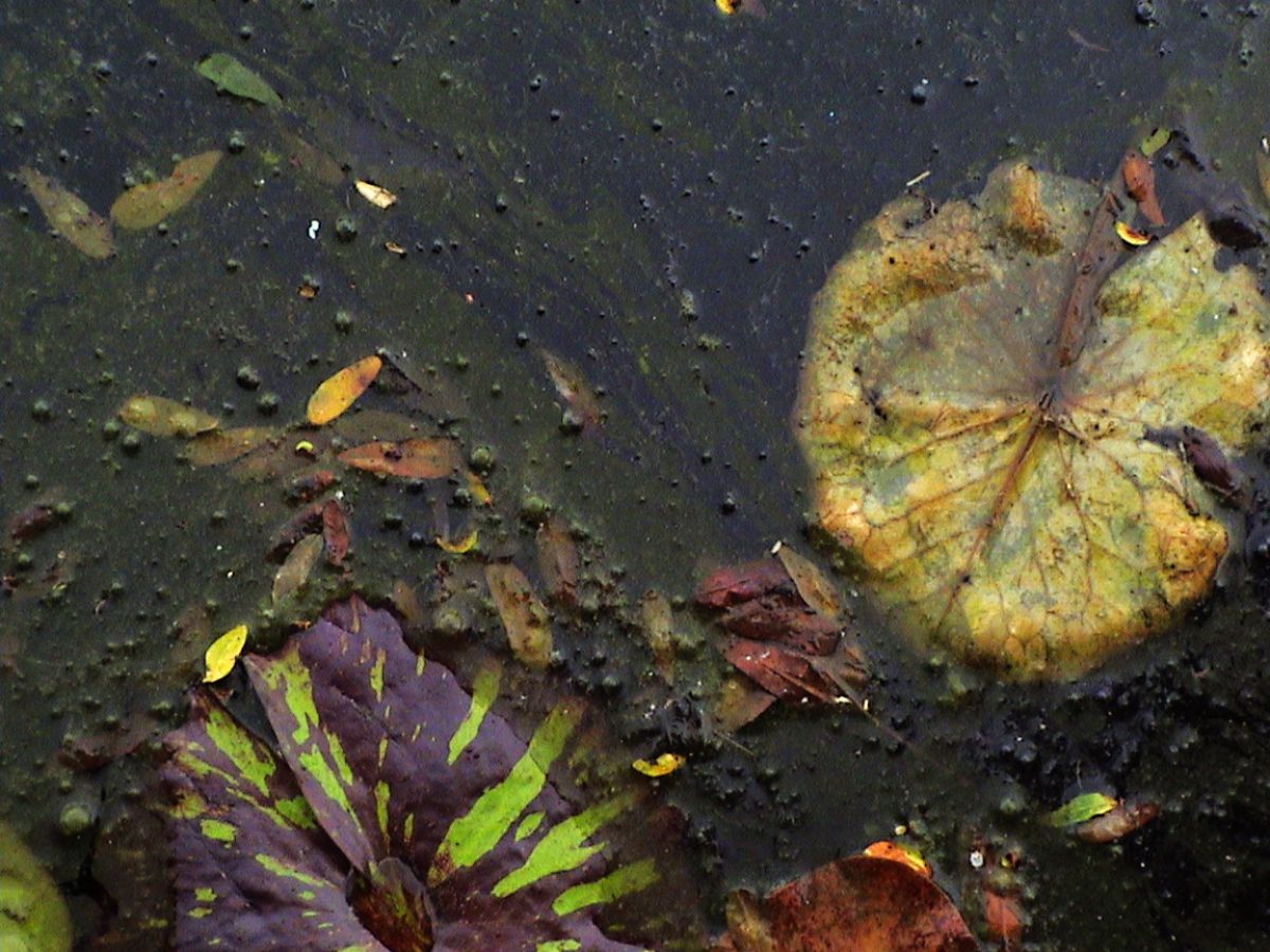 Still Water | GANREF