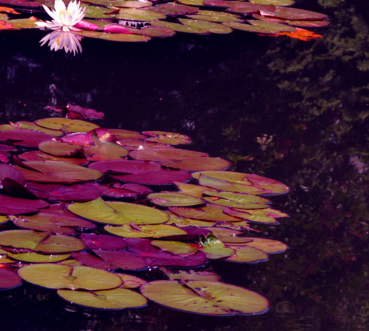 Pink Pond 2 | GANREF