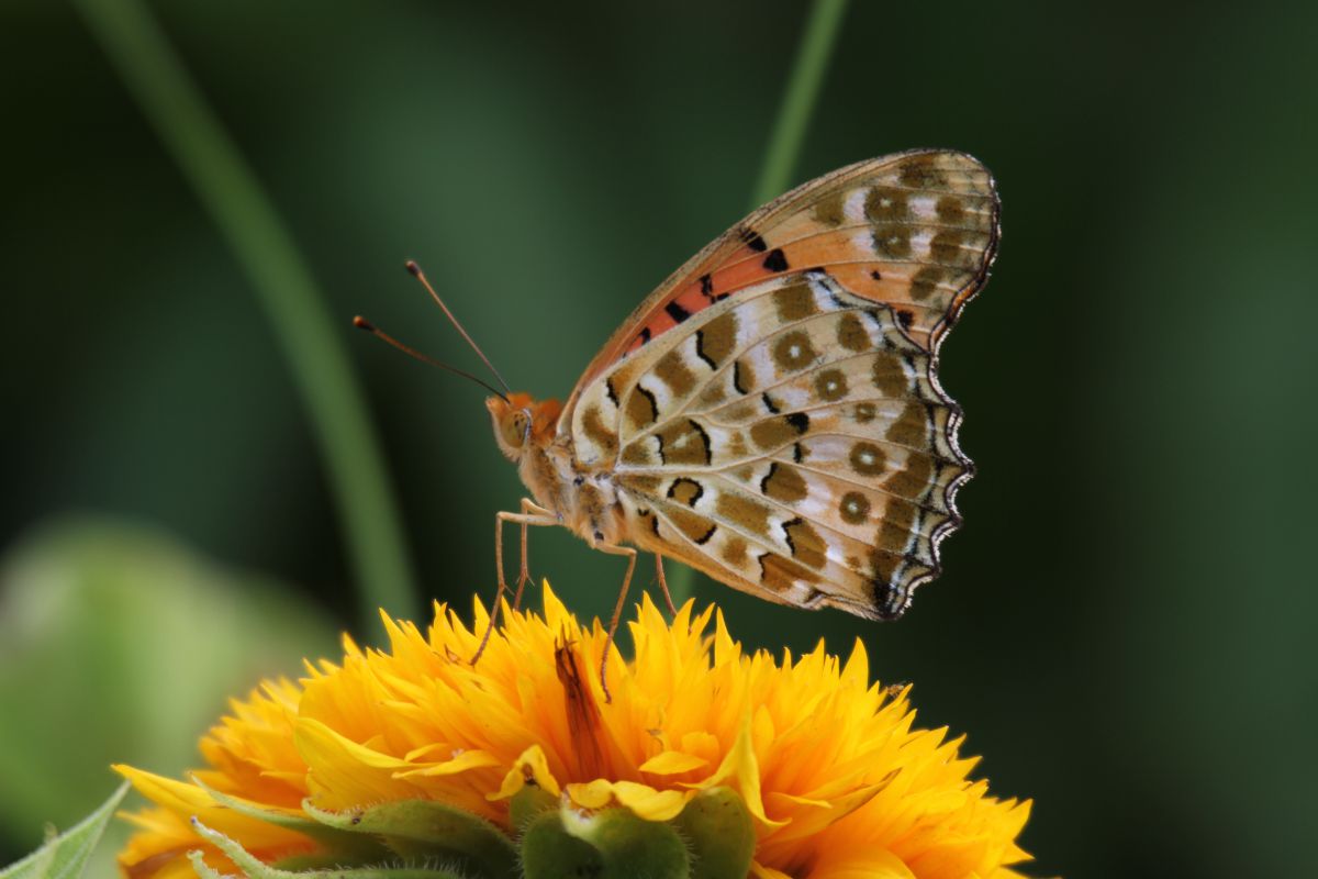 RIDE ON TIME | GANREF