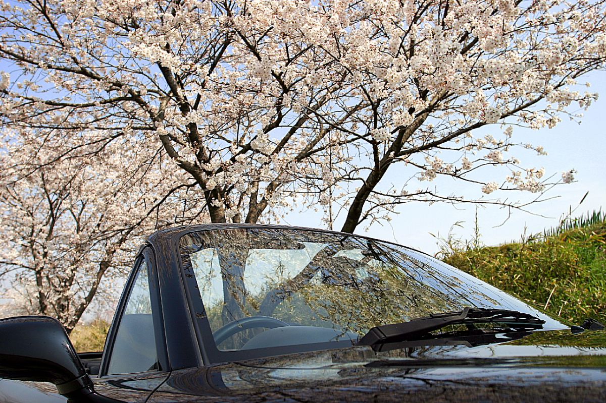 Open Cherry | GANREF