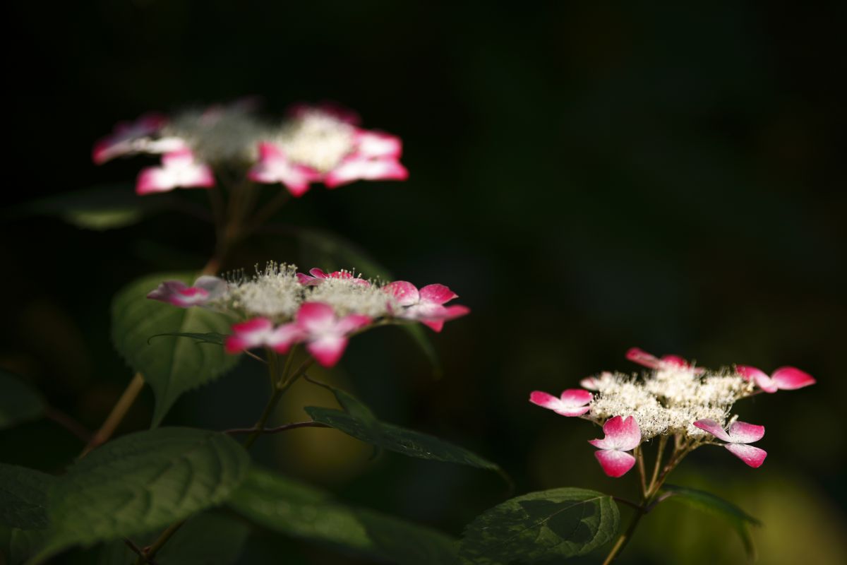 tscdppcp0040.JPG | GANREF