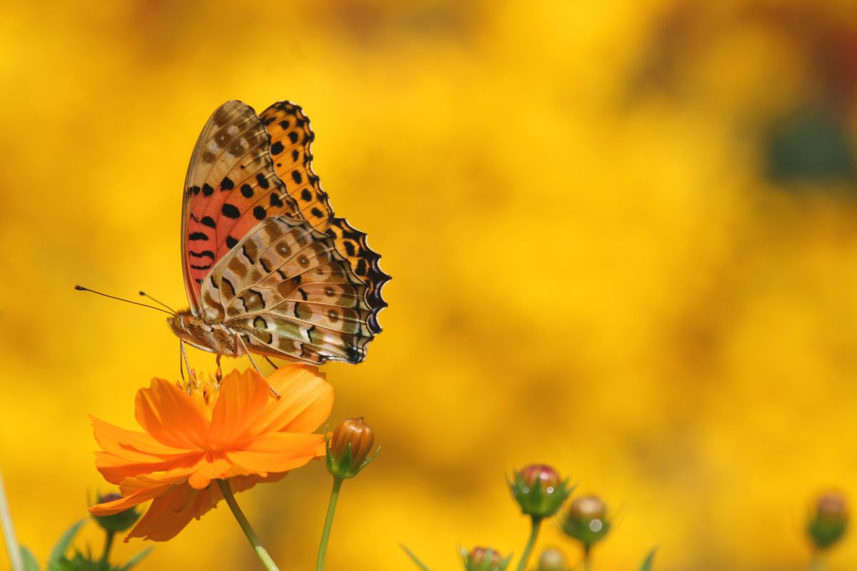 orange&yellow | GANREF