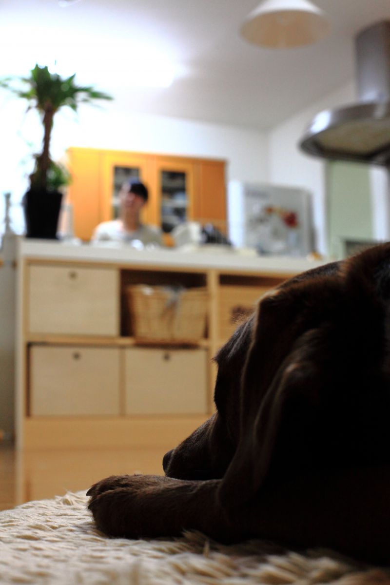 ご飯まだかな～ | GANREF