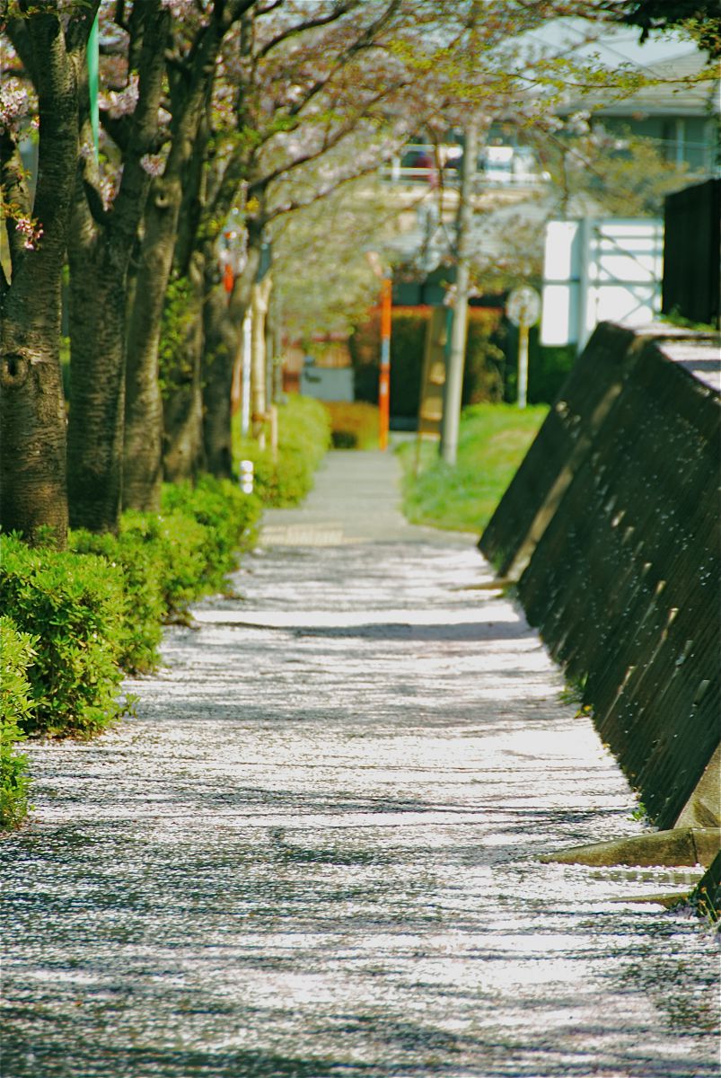 サクラの絨毯.JPG | GANREF