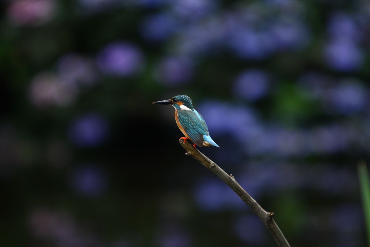 かわせみ | GANREF