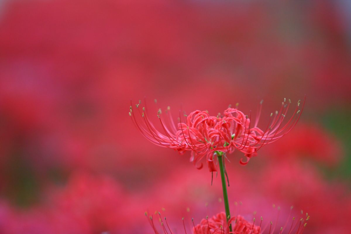 IMG_0069.JPG | GANREF