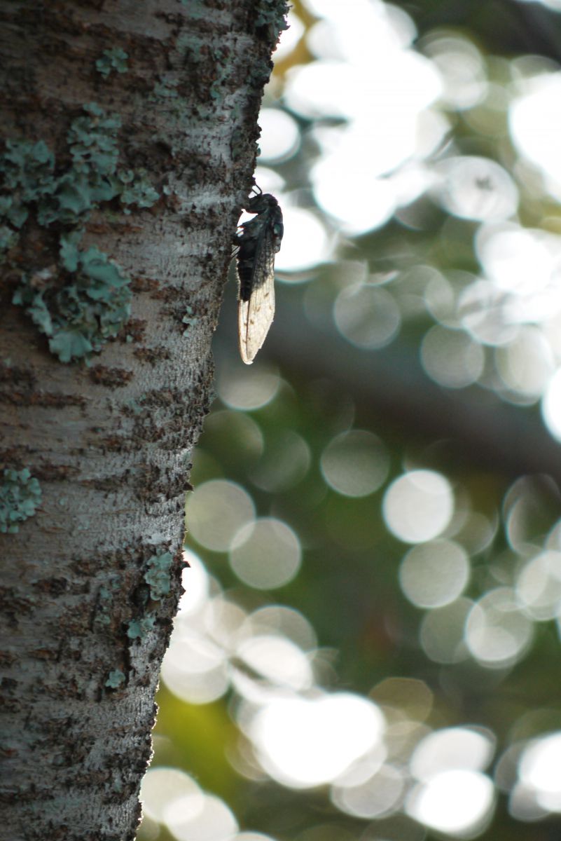 せみ時雨を浴びて 013.JPG | GANREF