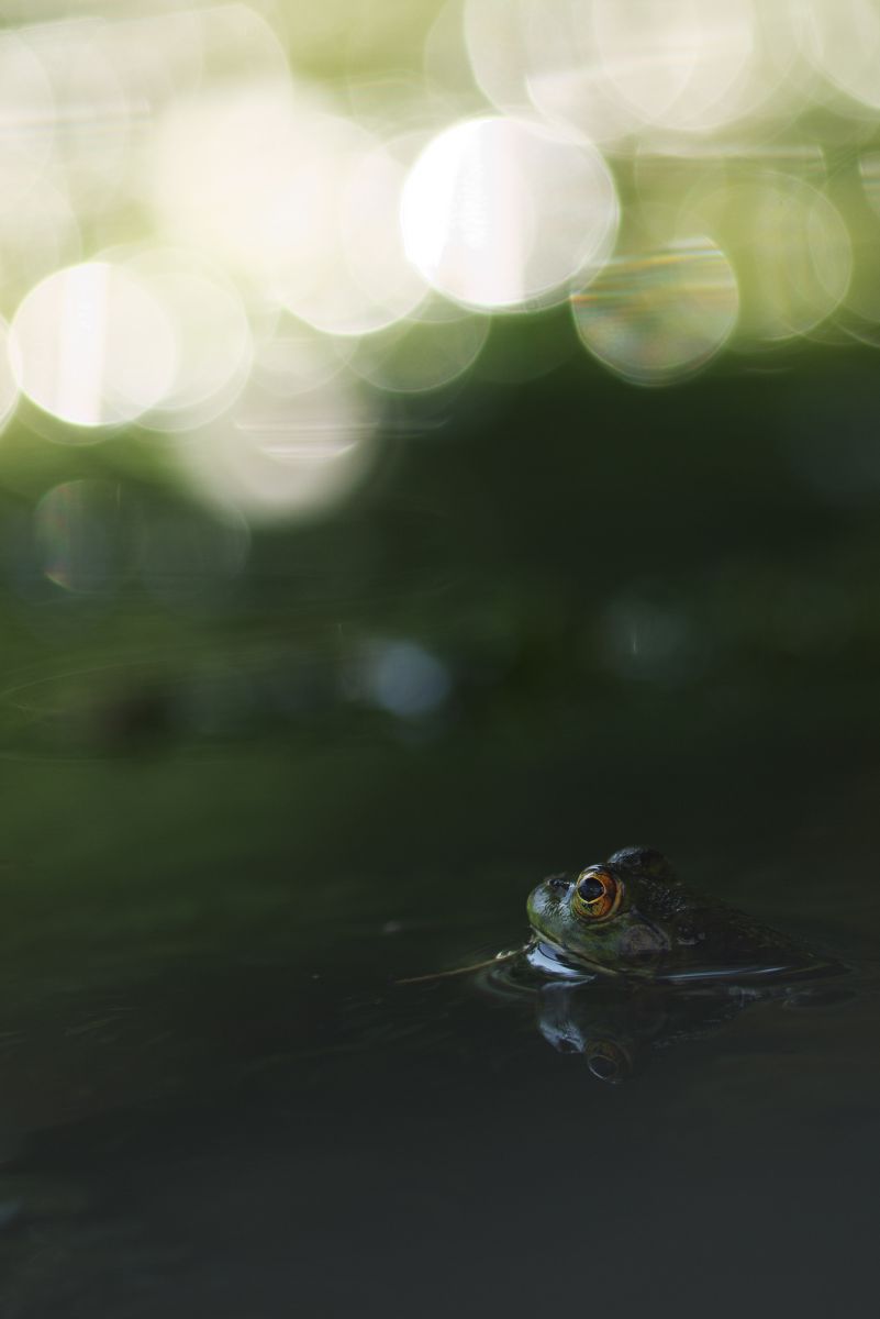 ランボー 026.jpg | GANREF