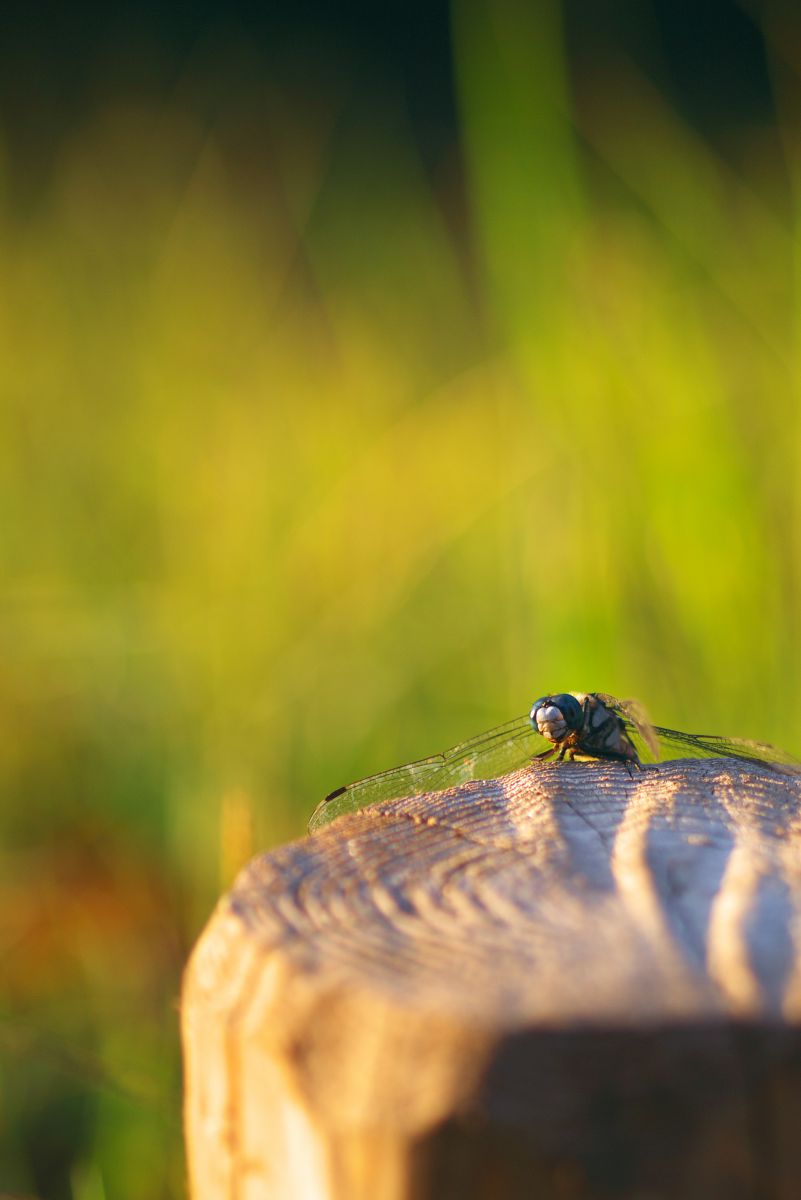 暑かったっす 022.jpg | GANREF