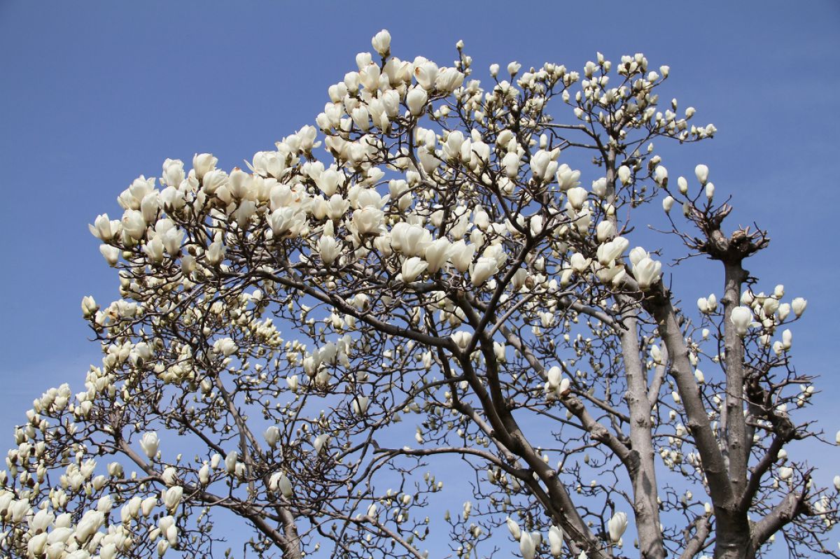 EOS 7D試し撮り シロモクレン | GANREF