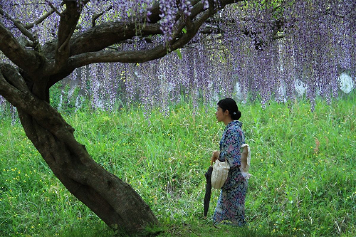 藤色そろい | GANREF