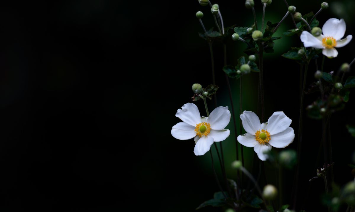 white flower | GANREF